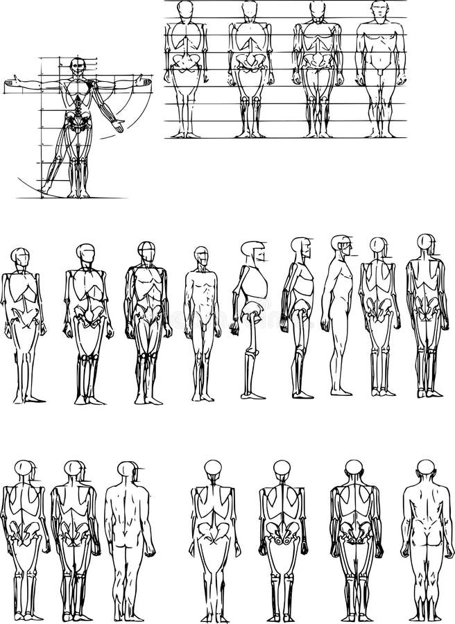 Muscle system stock vector. Illustration of muscular - 12097440