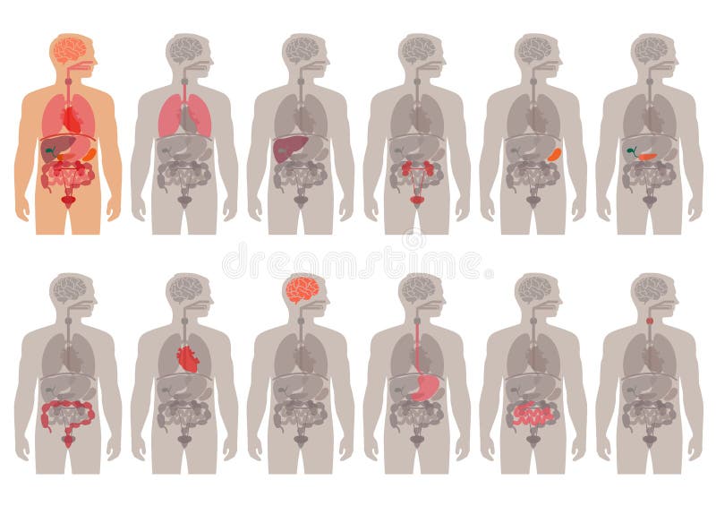 Inside Body Stock Illustrations – 21,316 Inside Body Stock ...