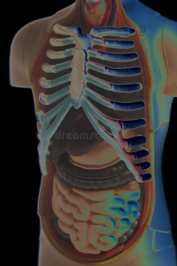 Human Body Anatomy Model stock illustration. Illustration of biology ...