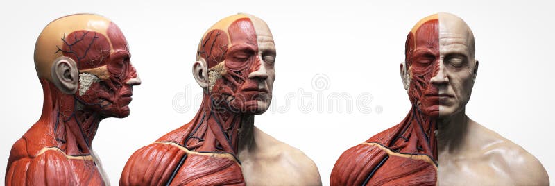 Human Body Anatomy Muscles Structure of a Male Stock Illustration ...