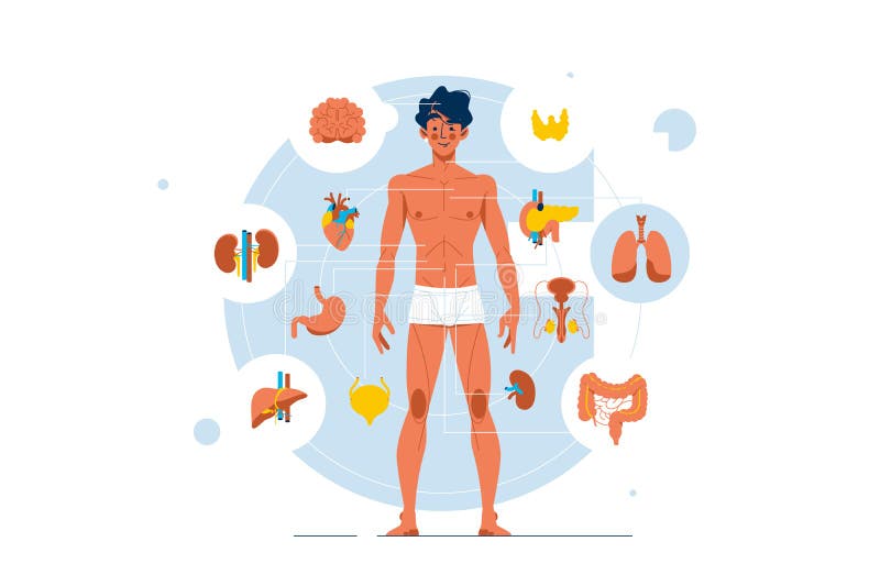 Human Body Anatomy Man Visual Scheme System Stock Illustrations – 5 ...