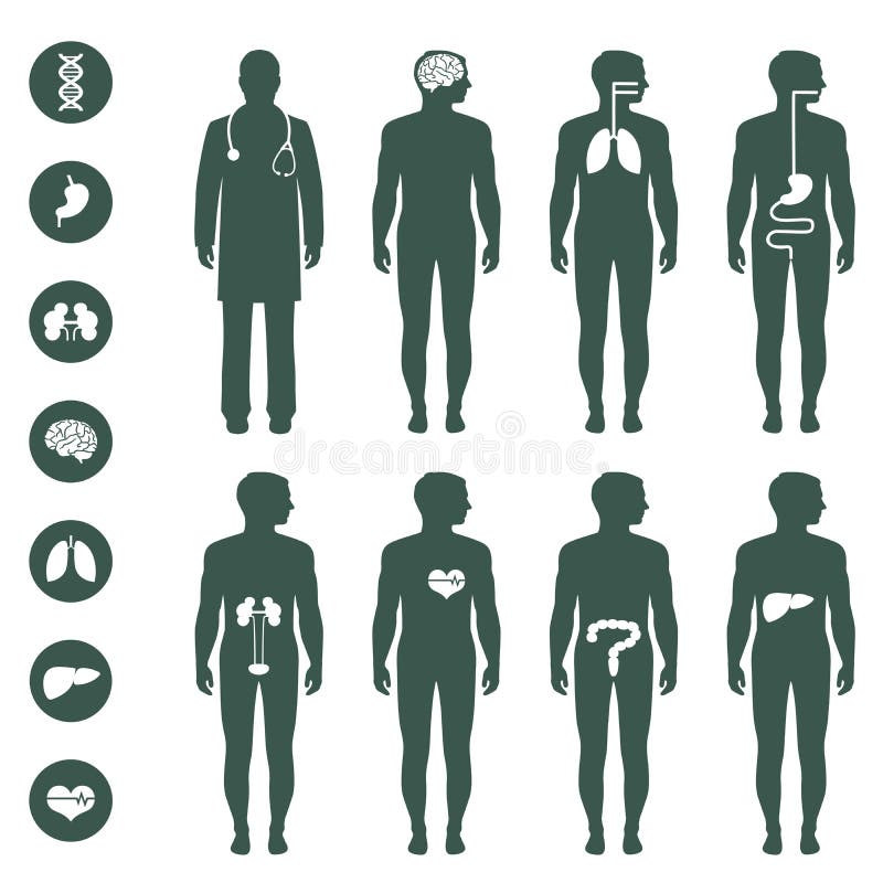 Man Body Anatomy, Front, Back and Side Stock Vector - Illustration of ...