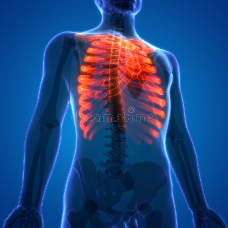 Scapula With Ribs Back Side View Stock Illustration - Illustration of ...