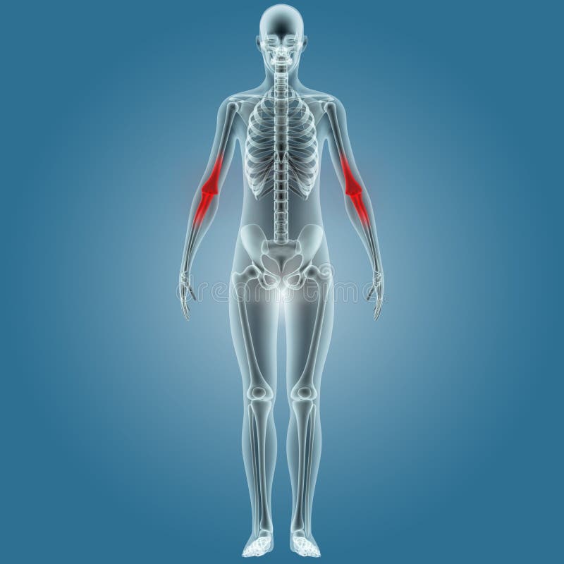 Human Body Bone Pains stock illustration. Illustration of hurt - 68717733