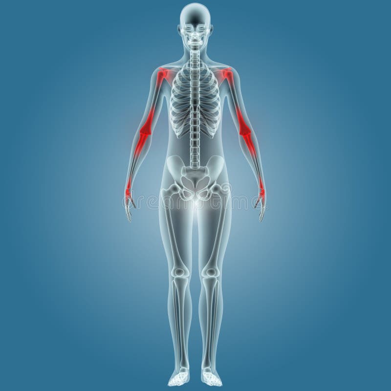 Human Body Bone Pains stock illustration. Illustration of medicine ...
