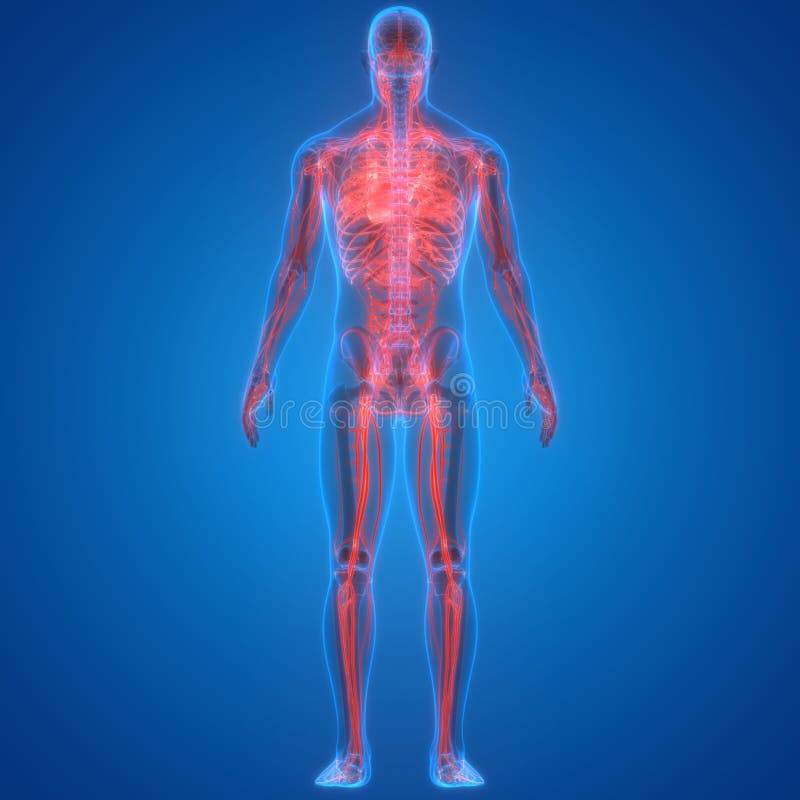 Human Body Central Nervous System Anatomy Stock Illustration ...