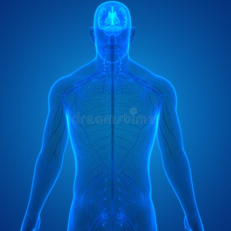 Human Body Central Nervous System with Brain Anatomy Stock Illustration ...
