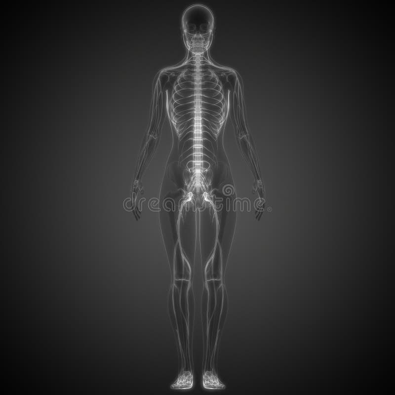 Human Body Complete Nervous System Anatomy Stock Illustration ...