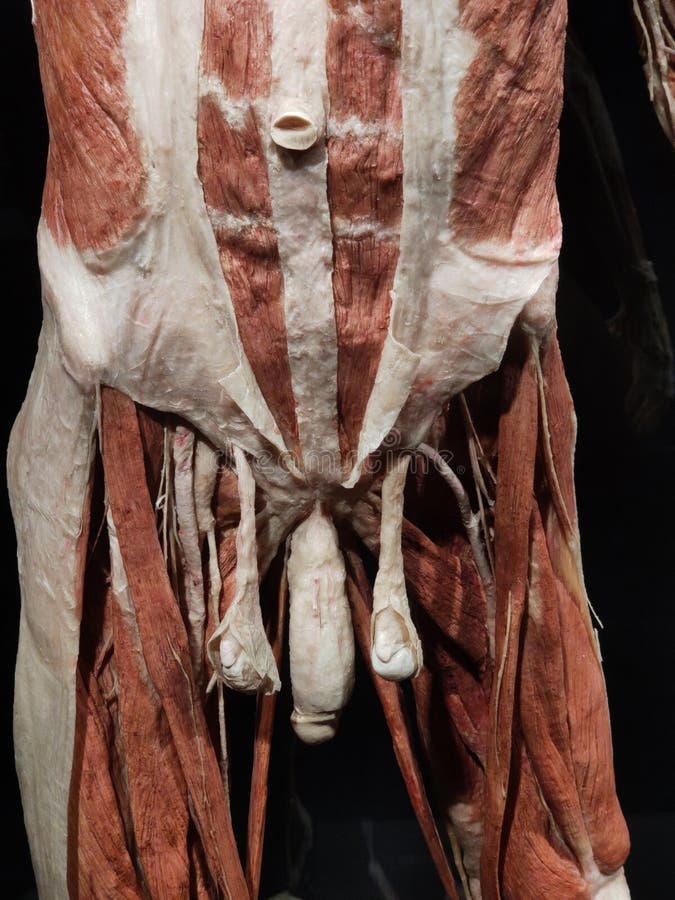 The Human Body is a Complex and Fascinating Organism Composed of ...