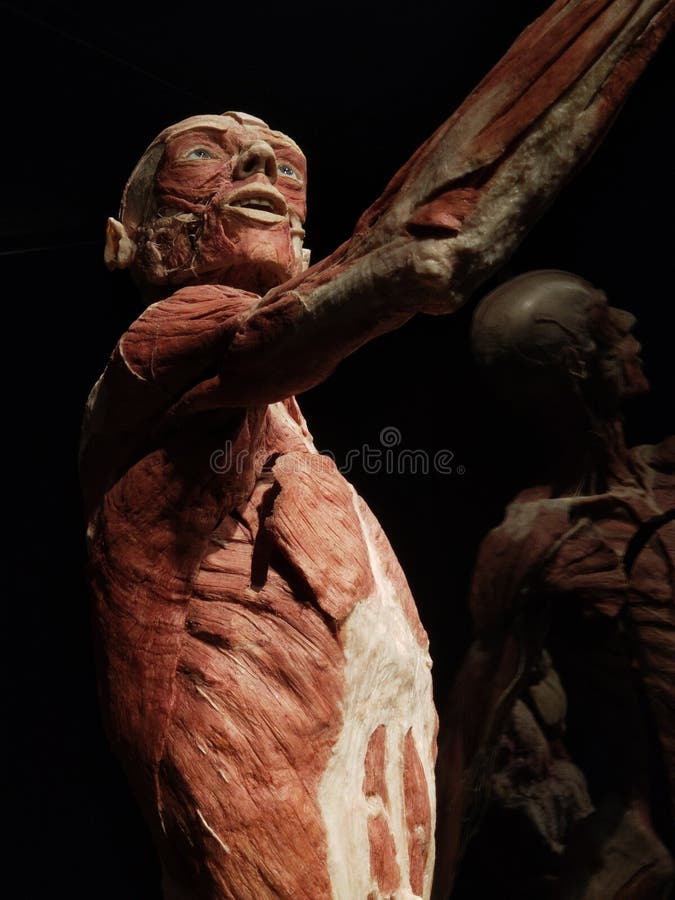 The Human Body is a Complex and Fascinating Organism Composed of ...