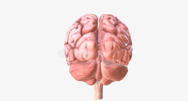 The Human Body is a Complex Structure Made of Thousands of Distinct ...