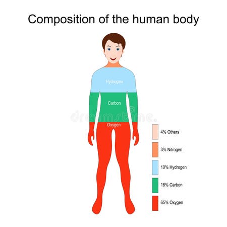 Human body Composition stock vector. Illustration of body - 217105602