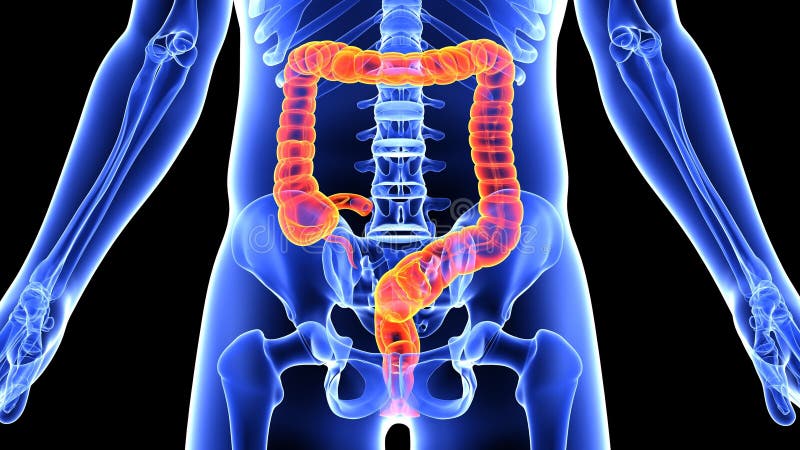 Human Body Diagram with Guts Highlighted Stock Illustration ...