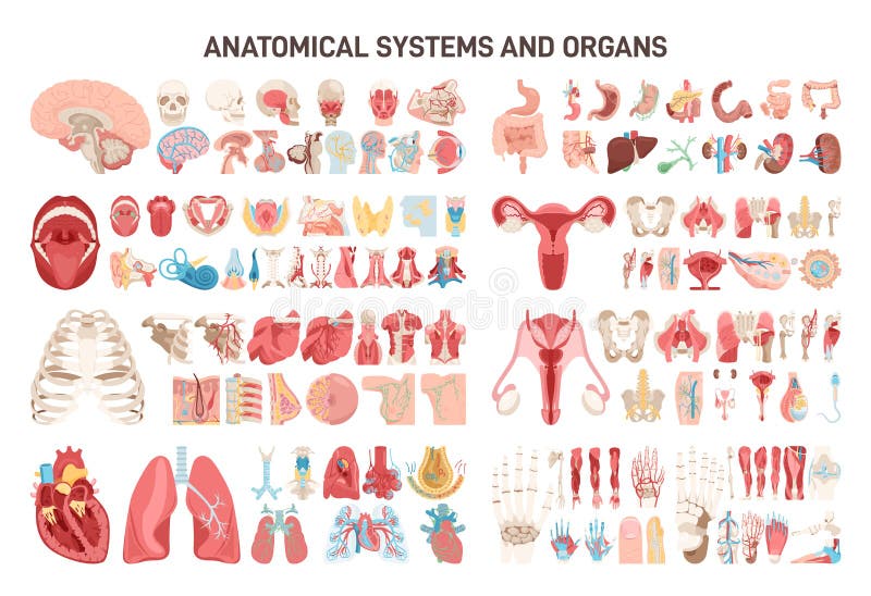 Human Body Different Anatomical Systems Organs and Structures. Stock ...
