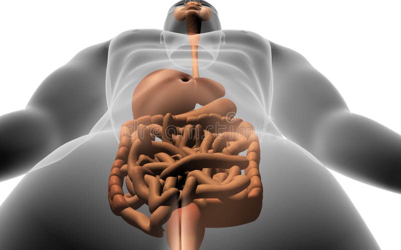 Human Body with Digestive System Stock Illustration - Illustration of ...