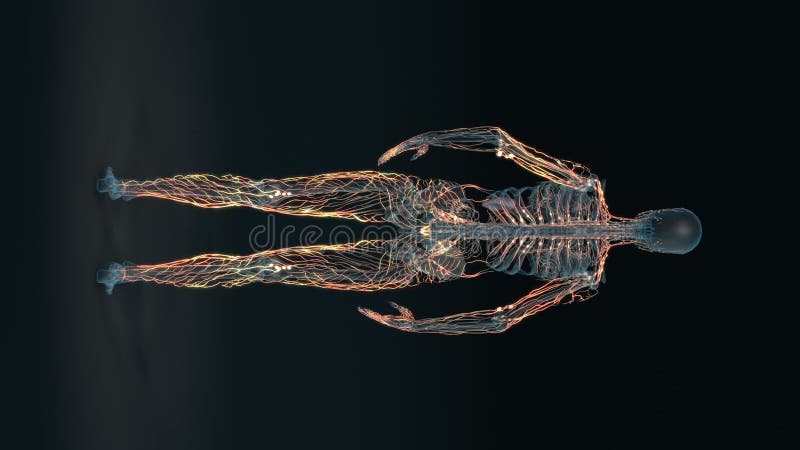The Lymphatic System, or Lymphoid System, is an Organ System in ... The Lymphatic System, or Lymphoid System, is an Organ System in ...