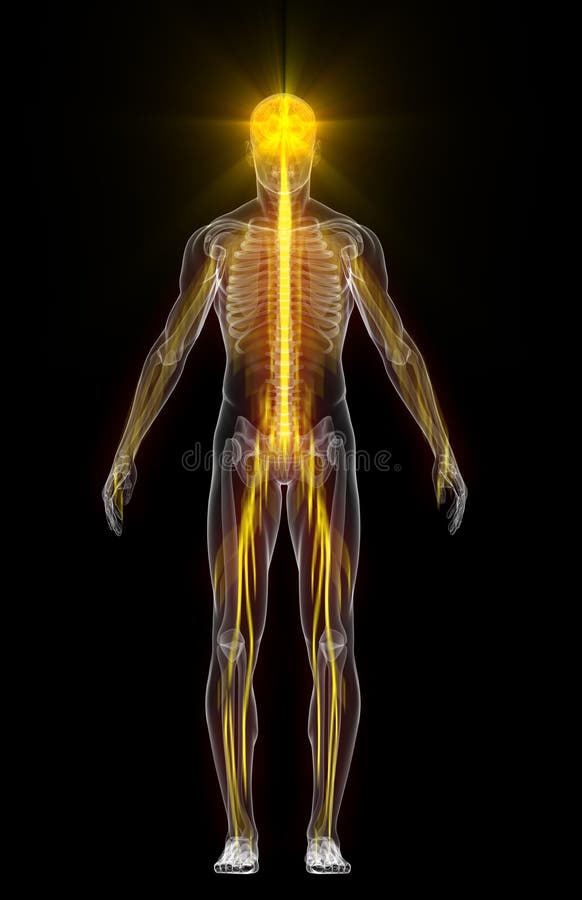 Human neurons stock illustration. Illustration of nucleus - 12496827