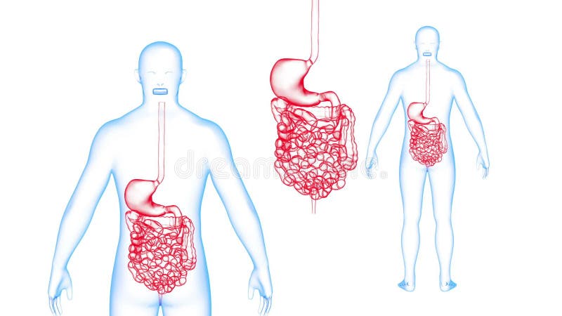 Human Body GI Tract X-ray Effects Loop Rotation. 3d Render Stock ...