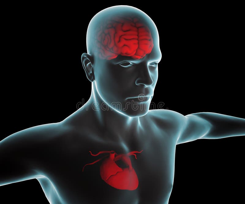 Heart and brain stock vector. Illustration of cartoon - 33267794