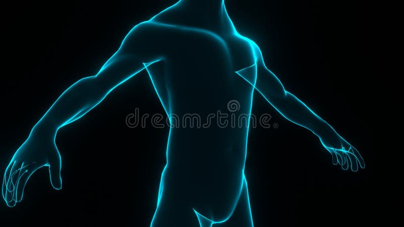 Human Body. Human Model Illustration. Bioengineering and Medical ...