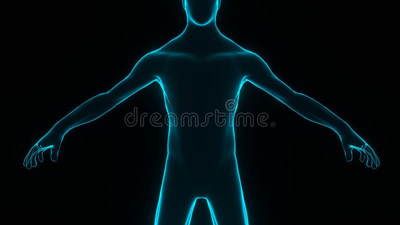 Human Body. Human Model Illustration. Bioengineering and Medical ...