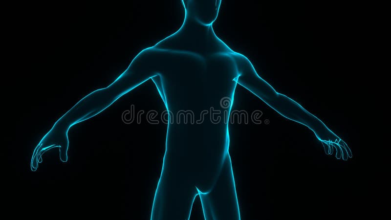 Human Body. Human Model Illustration. Bioengineering and Medical ...