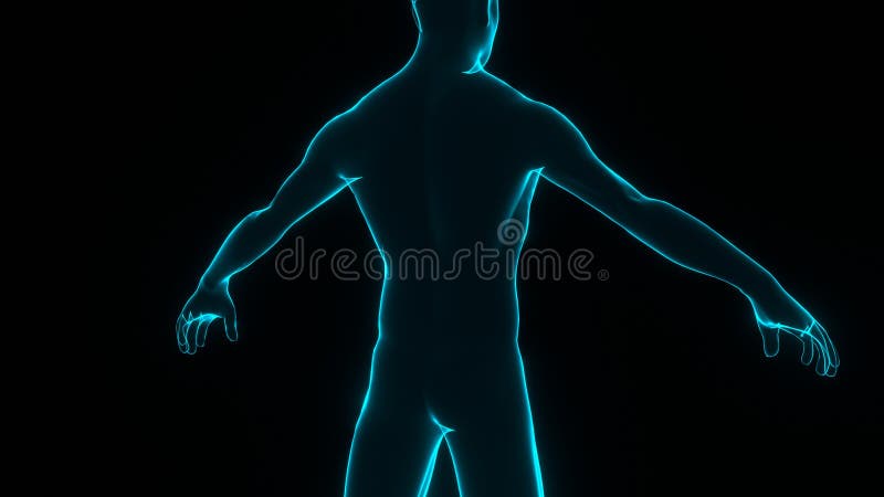 Human Body. Human Model Illustration. Bioengineering and Medical ...