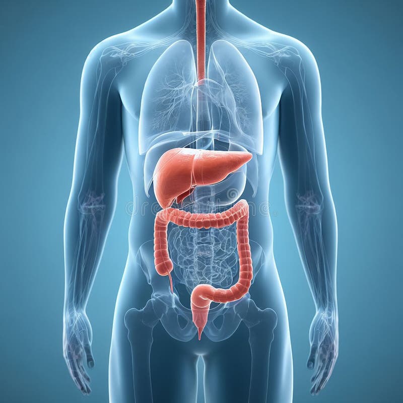 Human Body Inside, Internal Organs Stock Illustration - Illustration of ...