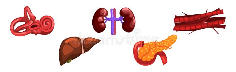 Human Body Internal Organ Part and Element Vector Set Stock Vector ...