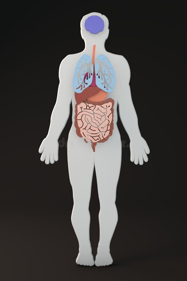 The Human Body, Internal Organs Section Stock Illustration ...