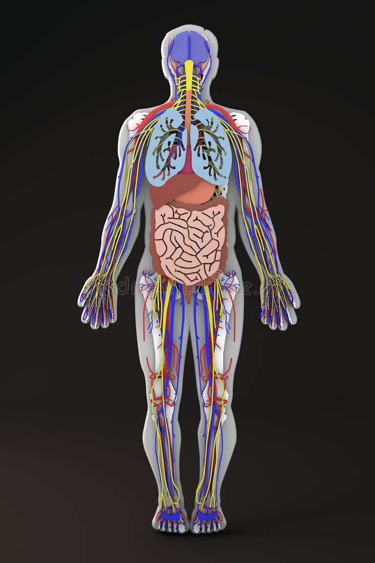 Internal Section Stock Illustrations – 6,566 Internal Section Stock ...