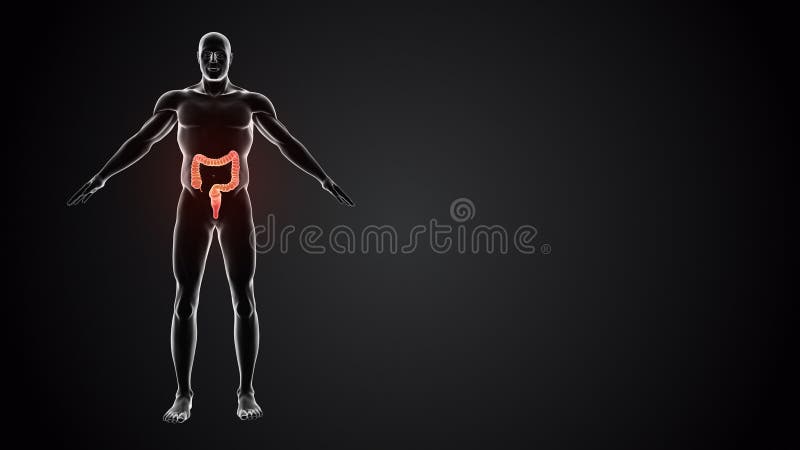 Human Body with Large Intestine Loopable Stock Illustration ...