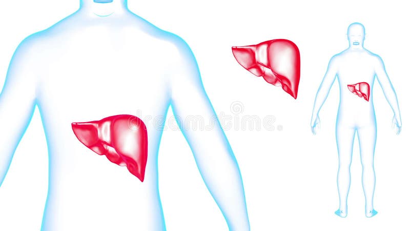 Human Body Liver X-ray Effects Loop Rotation. 3d Render Stock Footage ...