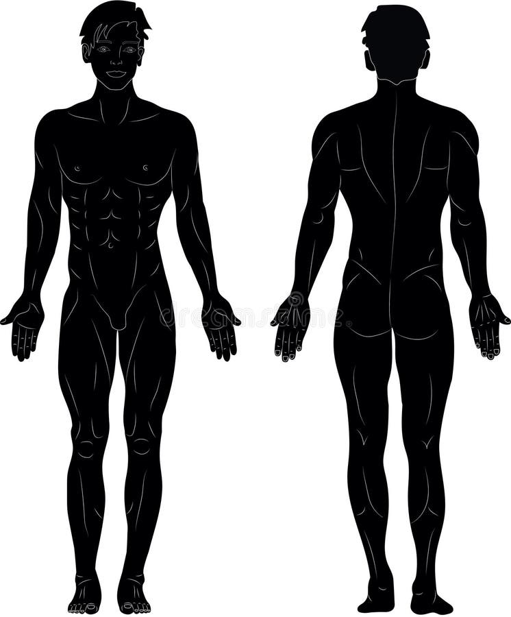 Human Body. Male Body Front and Back Stock Vector - Illustration of ...