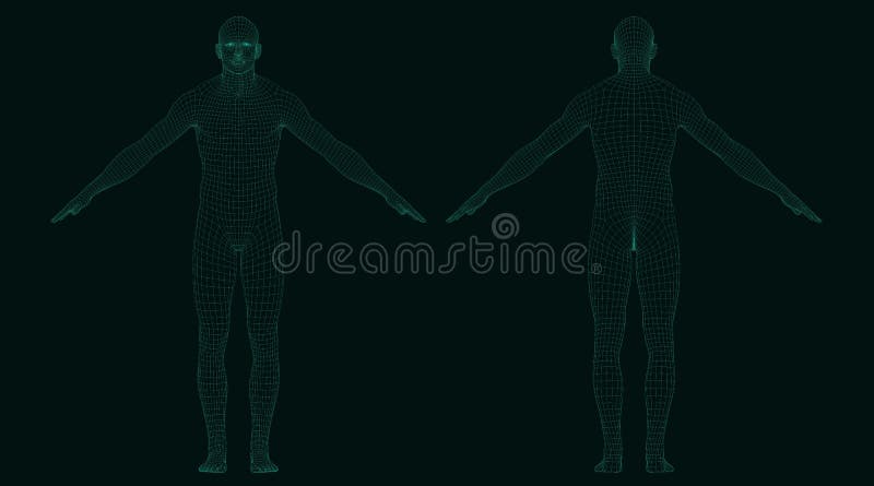 Human Body Model - Wireframe Illustration Stock Illustration ...