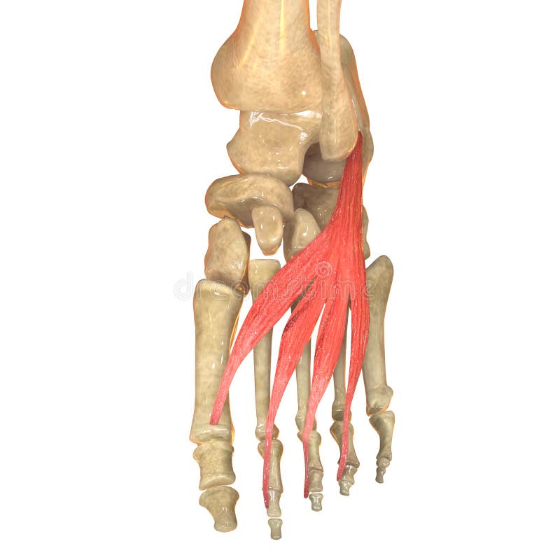 Extensor Digitorum Brevis Muscle 107 Extensor Digitorum Brevis Stock