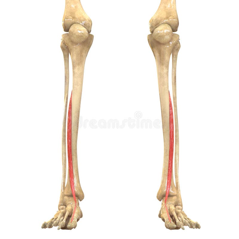 Human Body Muscles Anatomy (Extensor Hallucis Longus) Stock ...