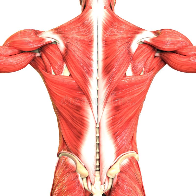 Anatomy Healthy Skinless Human Body Muscle System Stock Illustrations ...