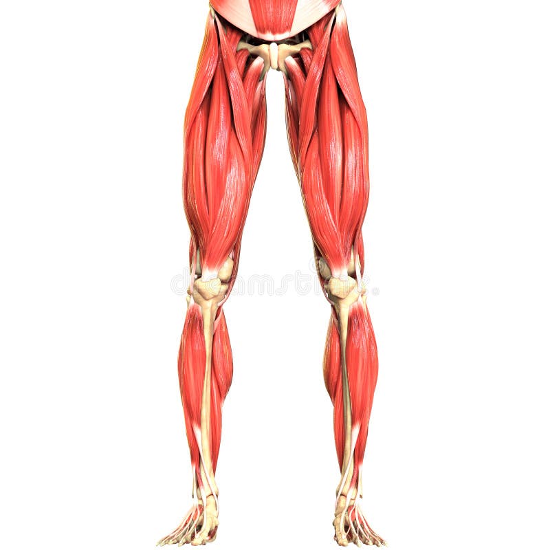 Human Body Muscular System Anatomy Stock Illustration - Illustration of ...