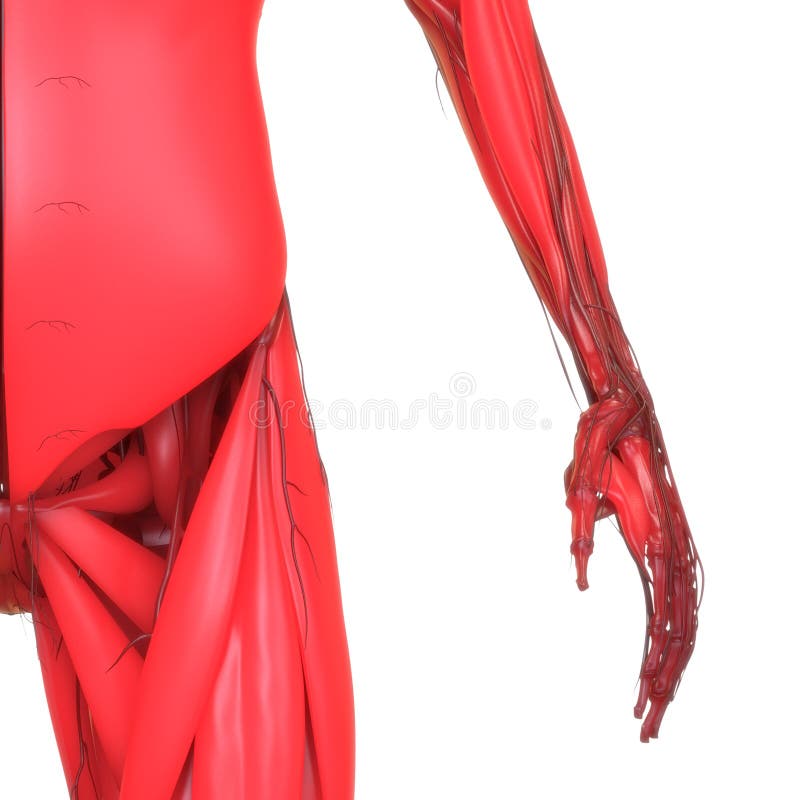 Anatomy Healthy Skinless Human Body Muscle System Stock Illustrations ...