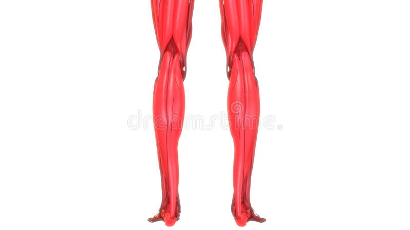 Anatomy Healthy Skinless Human Body Muscle System Stock Illustrations ...