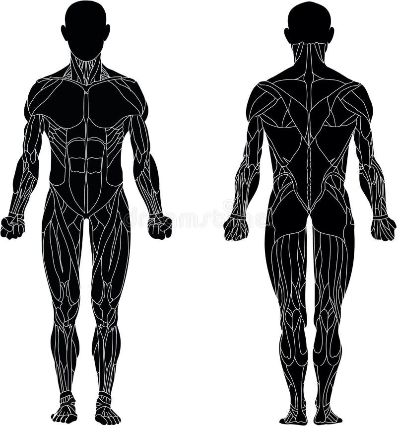 Human Body, Muscular System, Human Anatomy, Front View, Back View ...