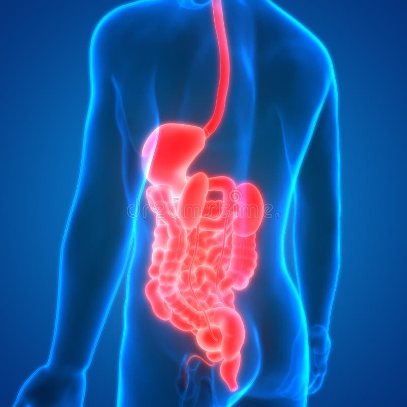 Human Body Organs Anatomy Kidneys with Digestive System Stock ...