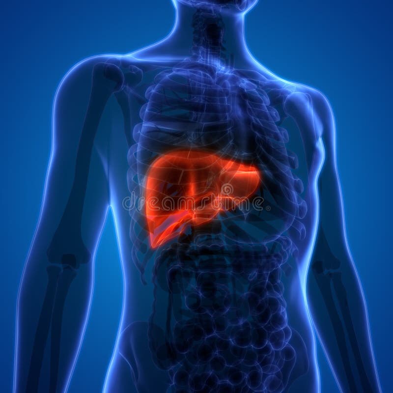 Anatomy of the Liver and Stomach. Stock Vector - Illustration of ...