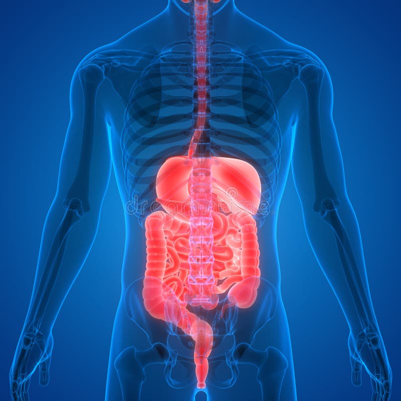 Human Body Organs Digestive System Anatomy Stock Illustration ...