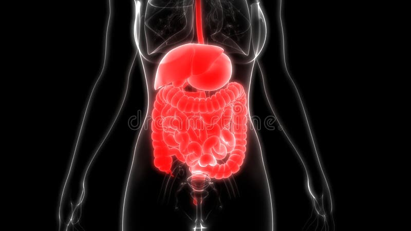 Human Body Organs Digestive System Anatomy Stock Illustration ...