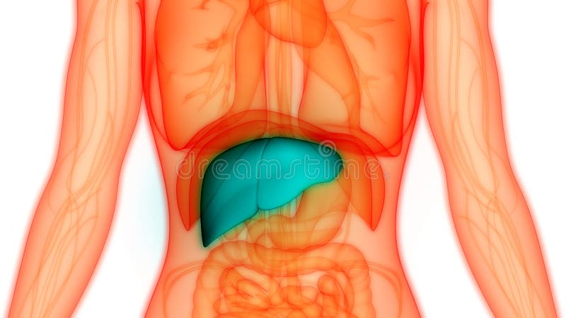 Human Body Organs Digestive System Liver Anatomy Stock Illustration ...