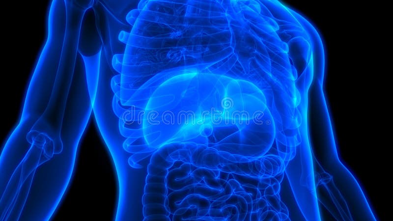 Human Body Organs Digestive System Liver Anatomy Stock Illustration ...