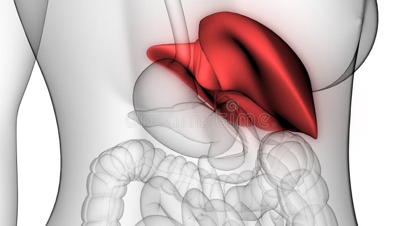 Human Body Organs Digestive System Liver Anatomy Stock Illustration ...