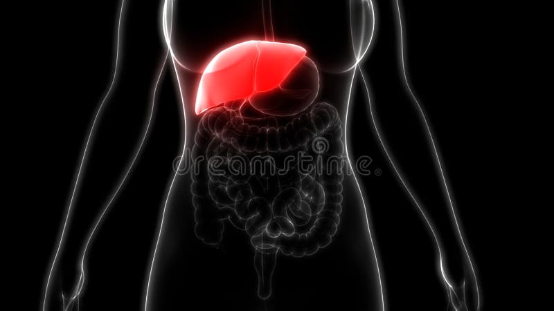 Human Body Organs Digestive System Liver Anatomy Stock Illustration ...